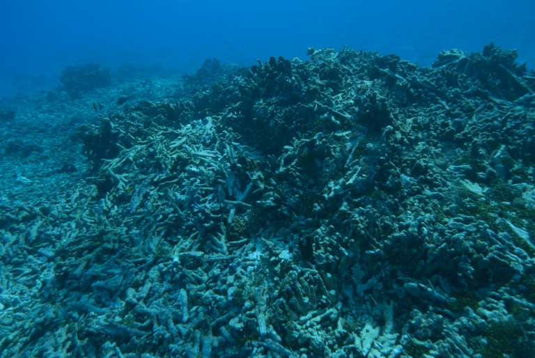 Environnement : Blanchissement massif des coraux sur l’ensemble du ...
