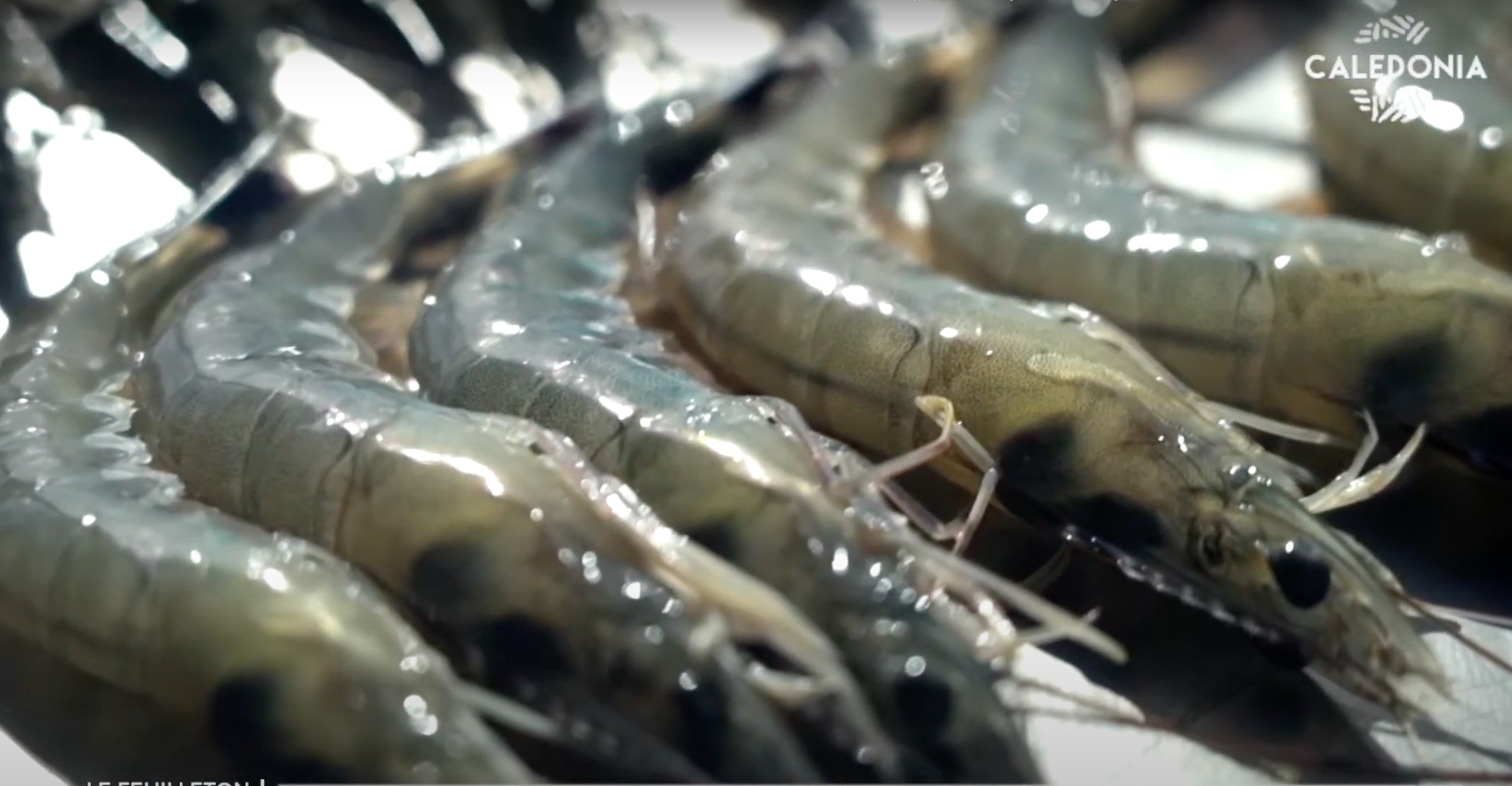 La crevette bleue de Nouvelle-Calédonie, une qualité qui n’est pas due ...